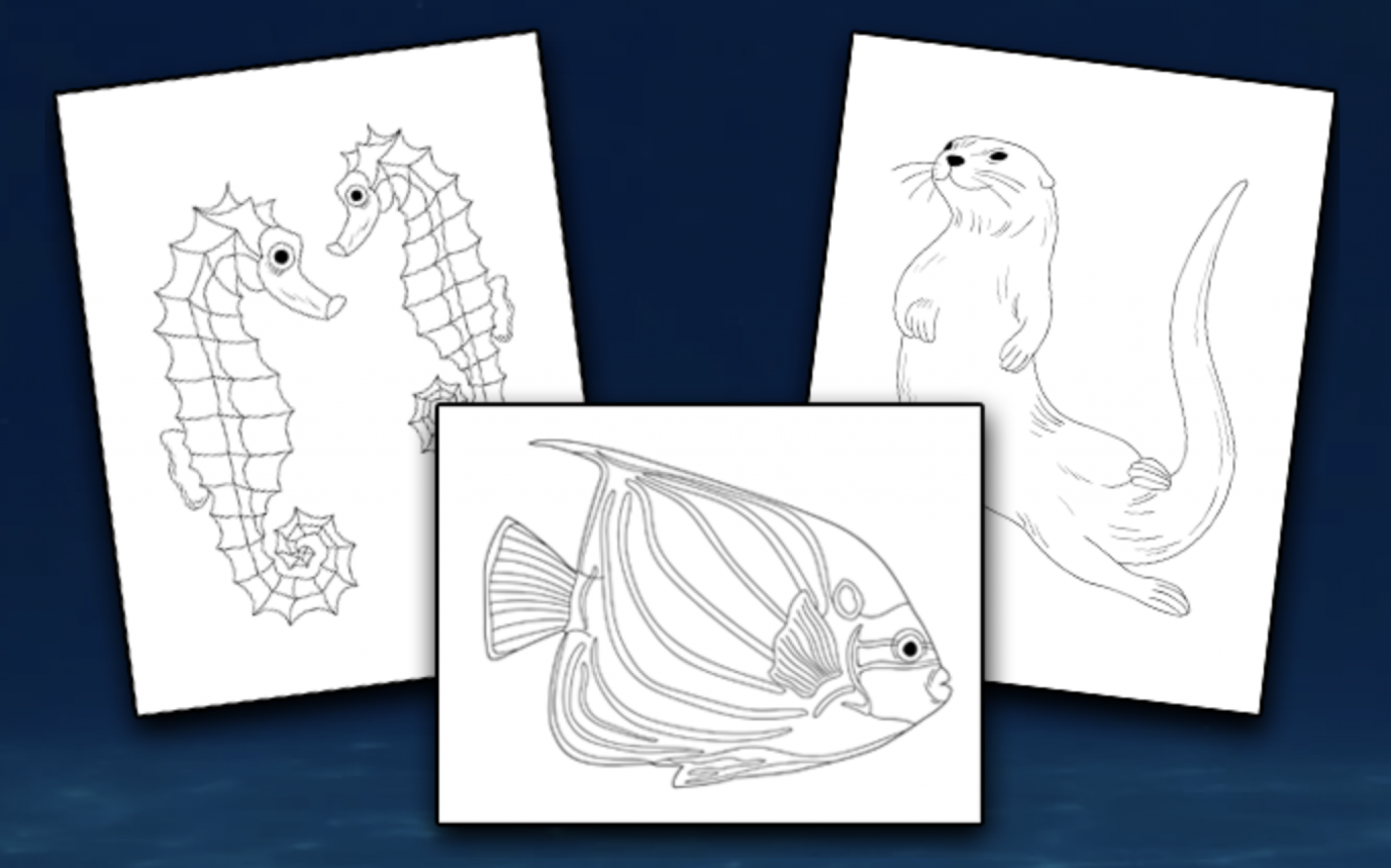 Aquatic Animals Coloring Pack Review & Bonuses - Should I Get It?